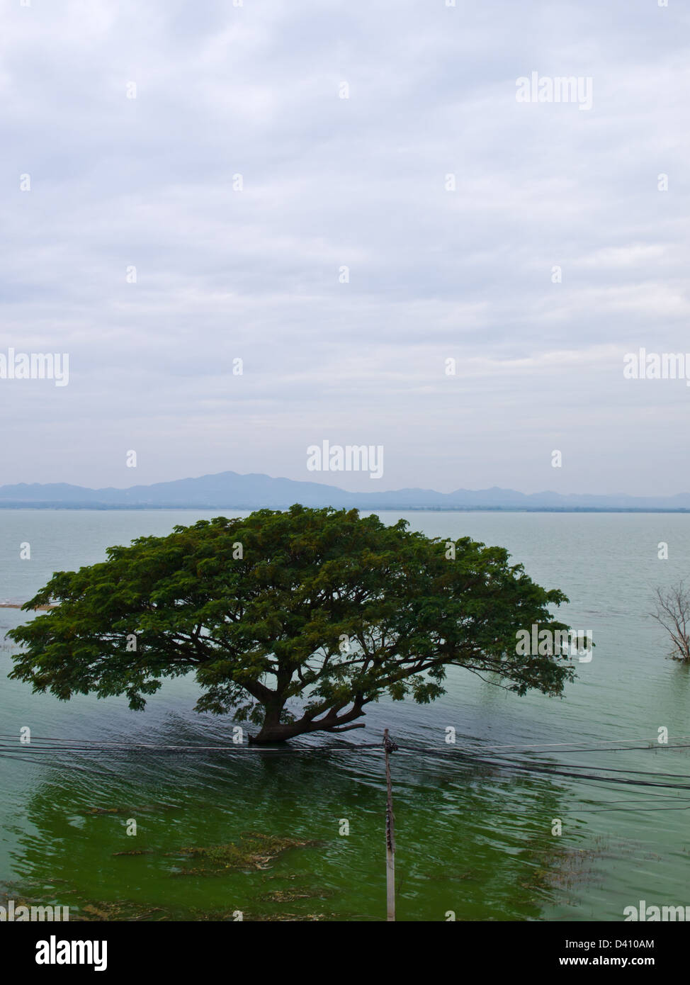 Tree in a lake Stock Photo - Alamy