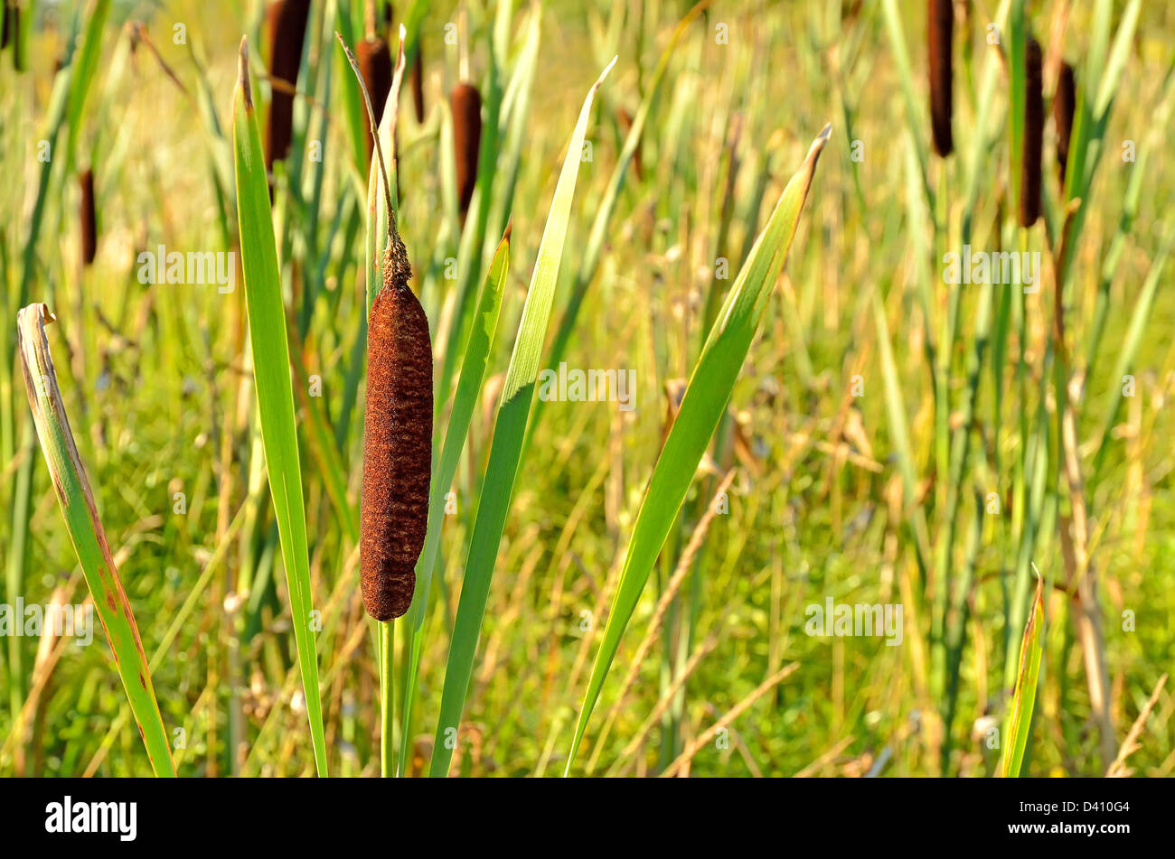 Bulrush plants hi-res stock photography and images - Alamy
