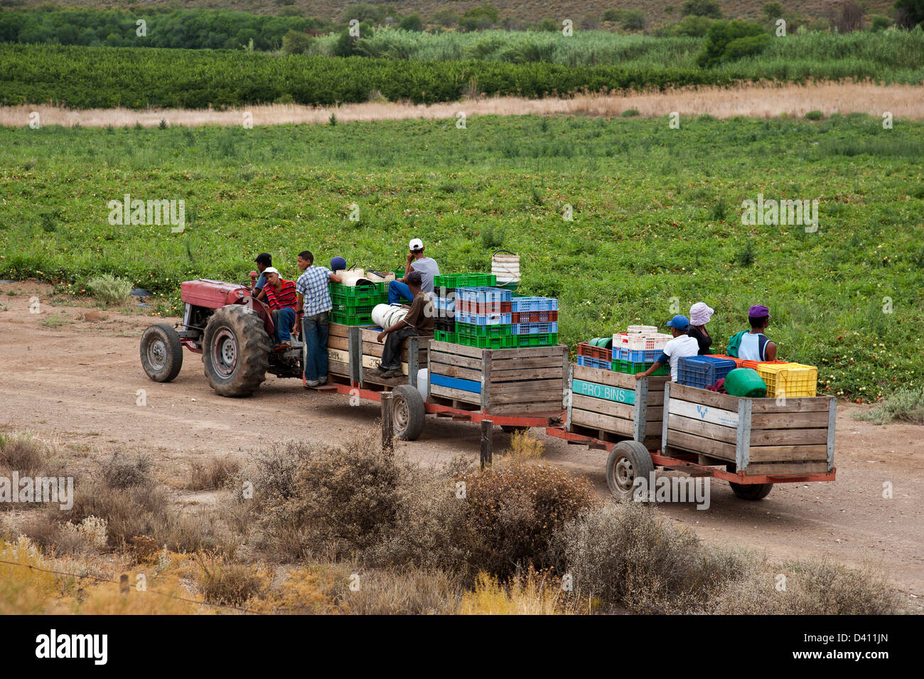 Farming workers arrive in the tomato fields on tractor & trailer at ...