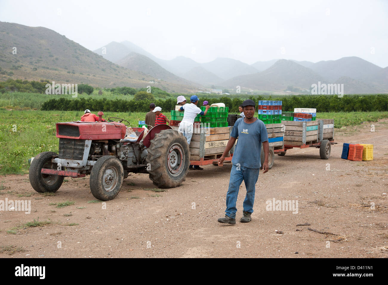 Farming workers arrive in the tomato fields on tractor & trailer at ...