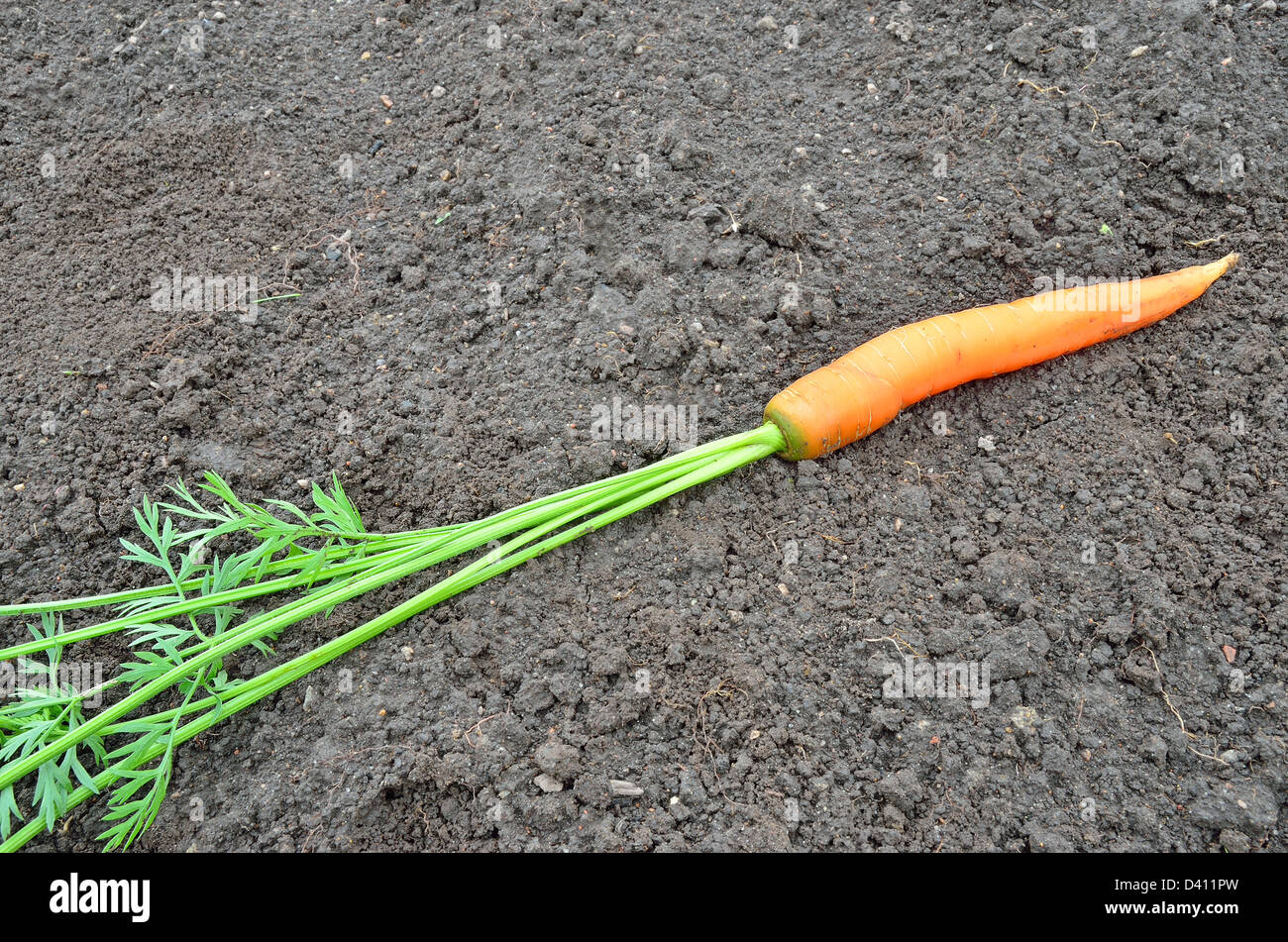Carrot on the ground in the vegetable garden Stock Photo - Alamy