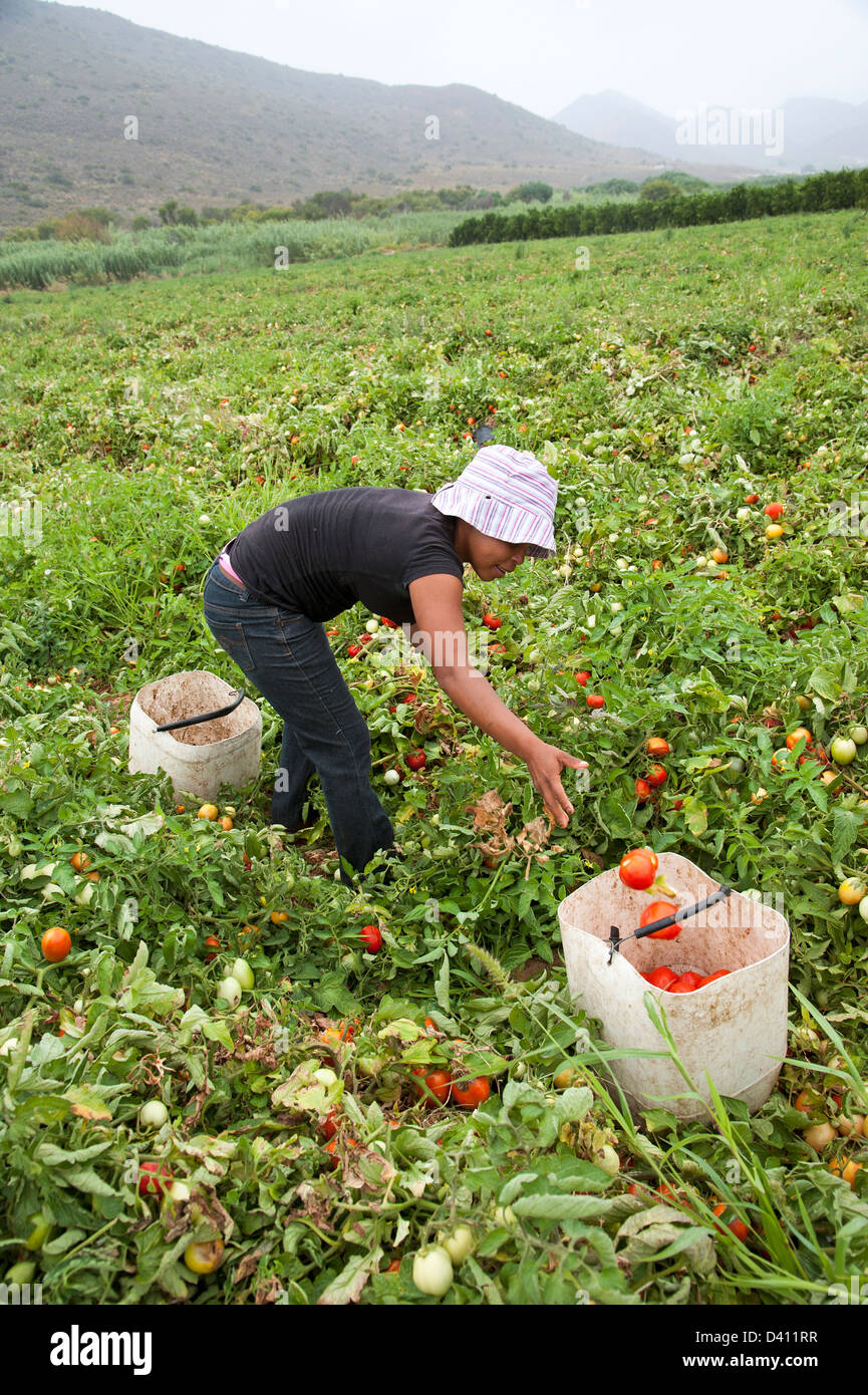 Young black African woman picking tomatoes on a farm in Montagu Western ...
