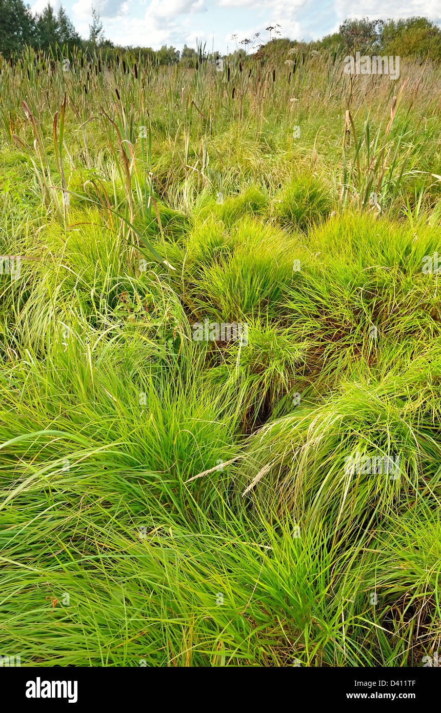 The lush grass in the swamp Stock Photo - Alamy