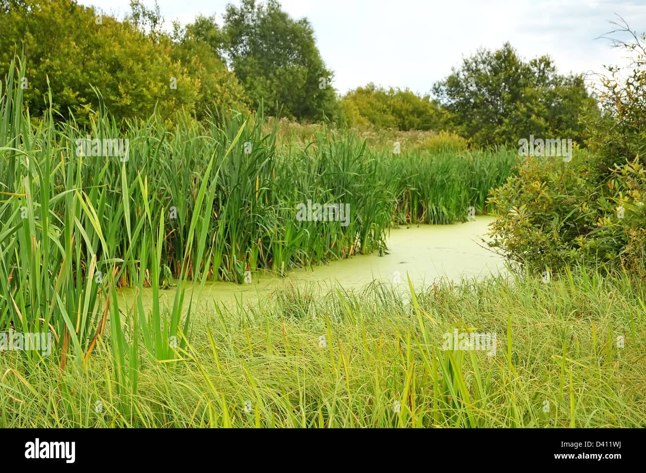 The swamp with lush vegetation Stock Photo - Alamy