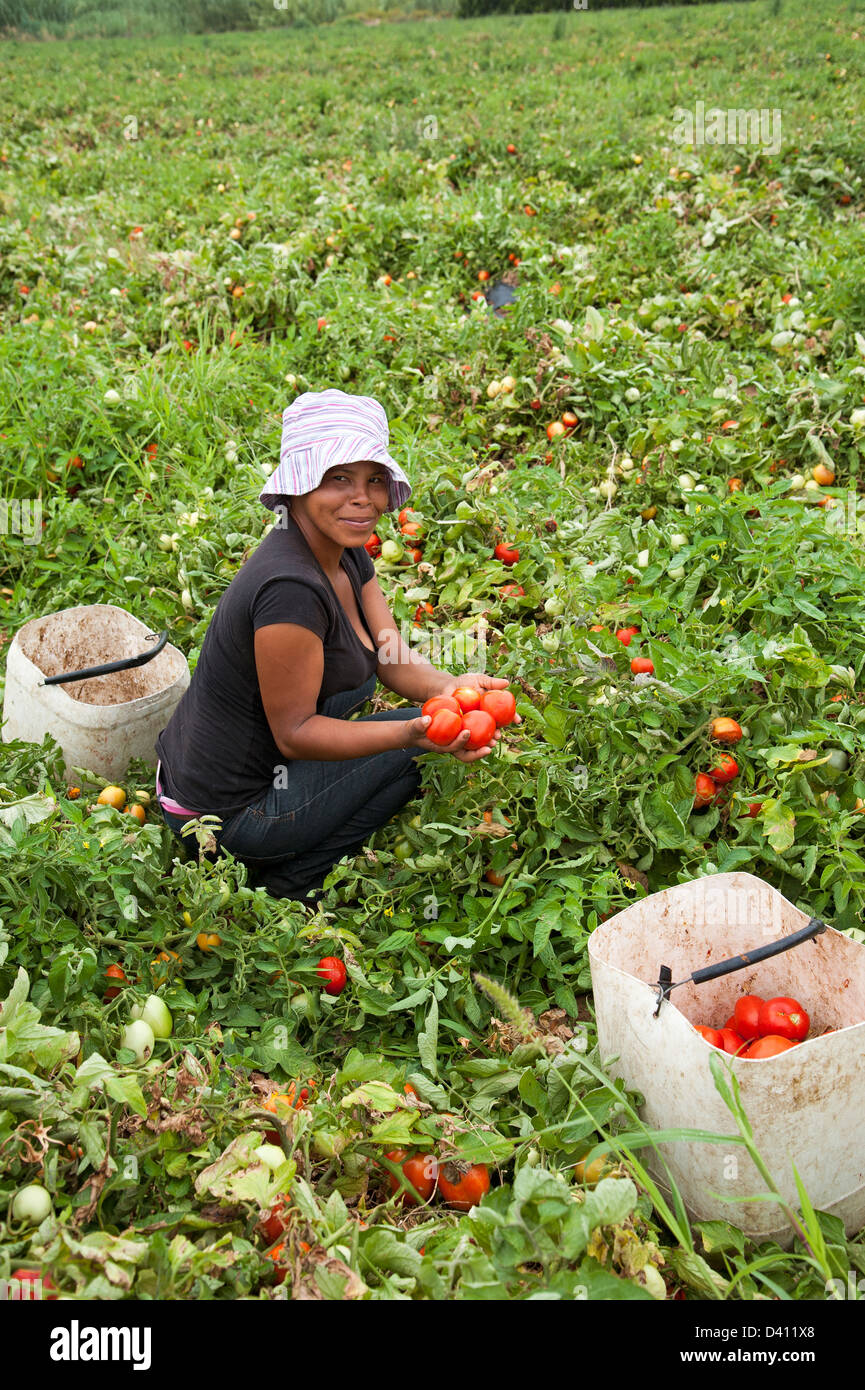 Young black African woman picking tomatoes on a farm in Montagu Western Cape S Africa The ...