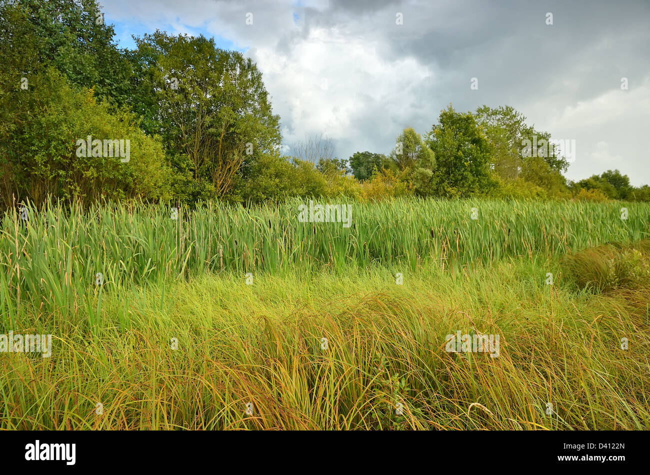 Reeds in the swamp hi-res stock photography and images - Alamy