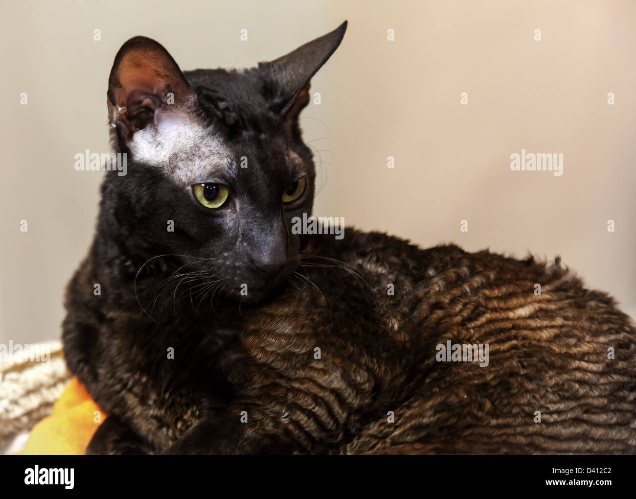 Dark Cornish Rex domestic cat closeup portrait Stock Photo - Alamy