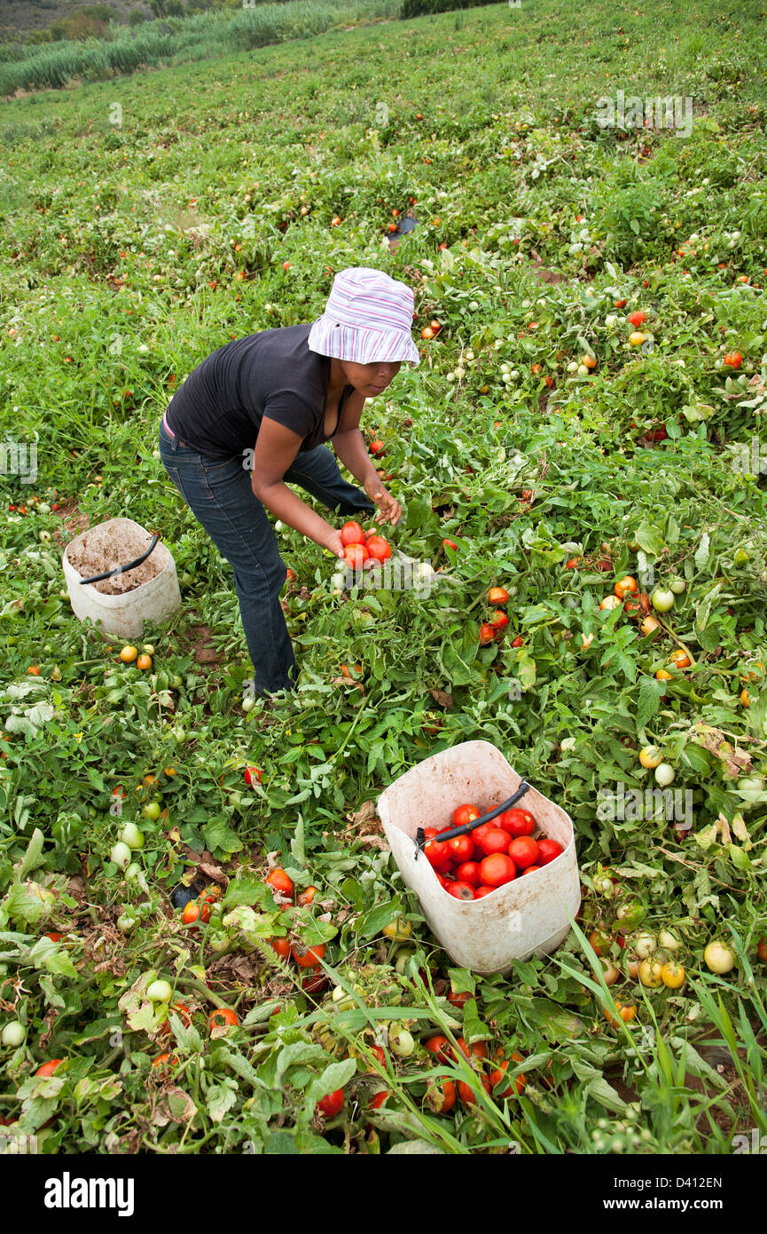 Young black African woman picking tomatoes on a farm in Montagu Western ...