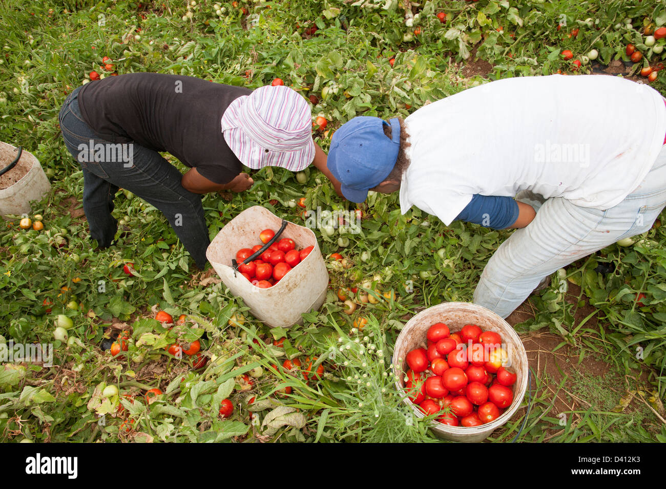 Young black African women picking tomatoes on a farm in Montagu Western ...