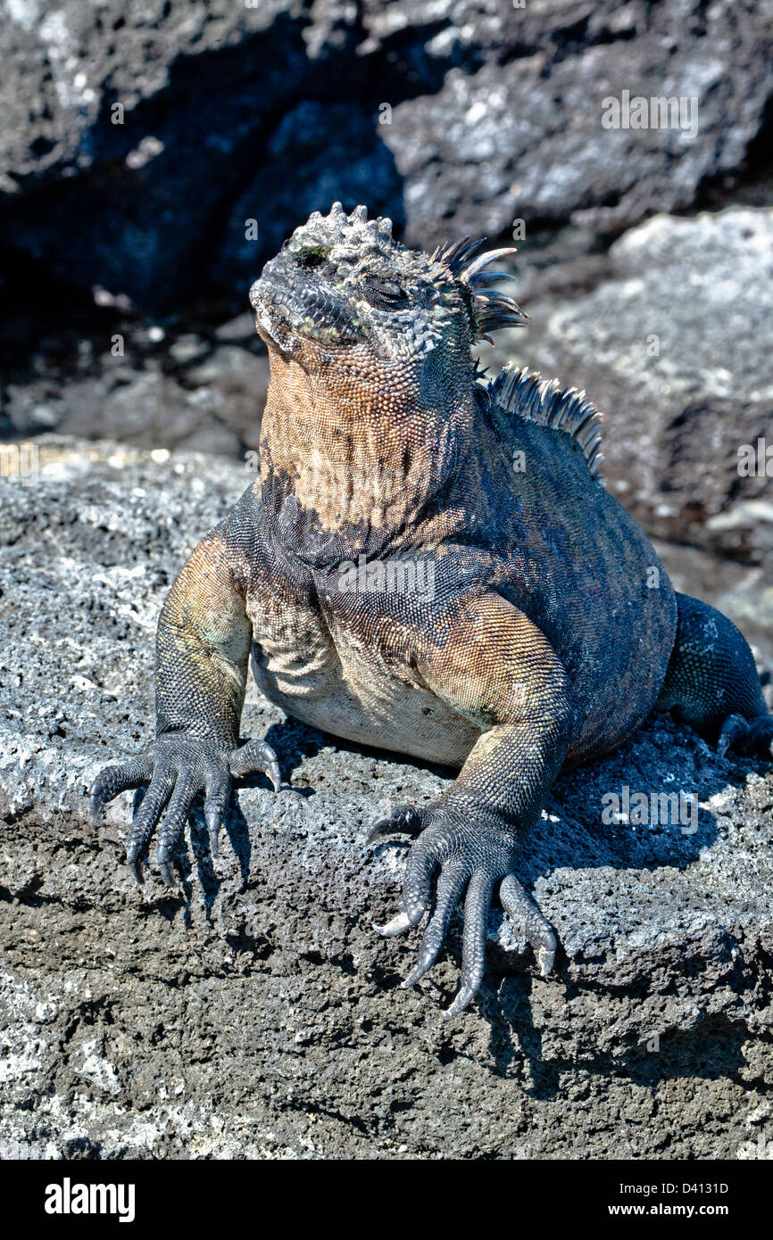 Ecuador, Galápagos Islands, Isla Fernandina, Punta Espinoza, Marine ...