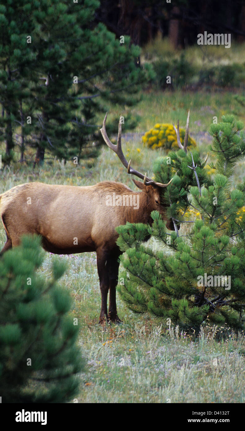 Rubbing antlers on trees hi-res stock photography and images - Alamy