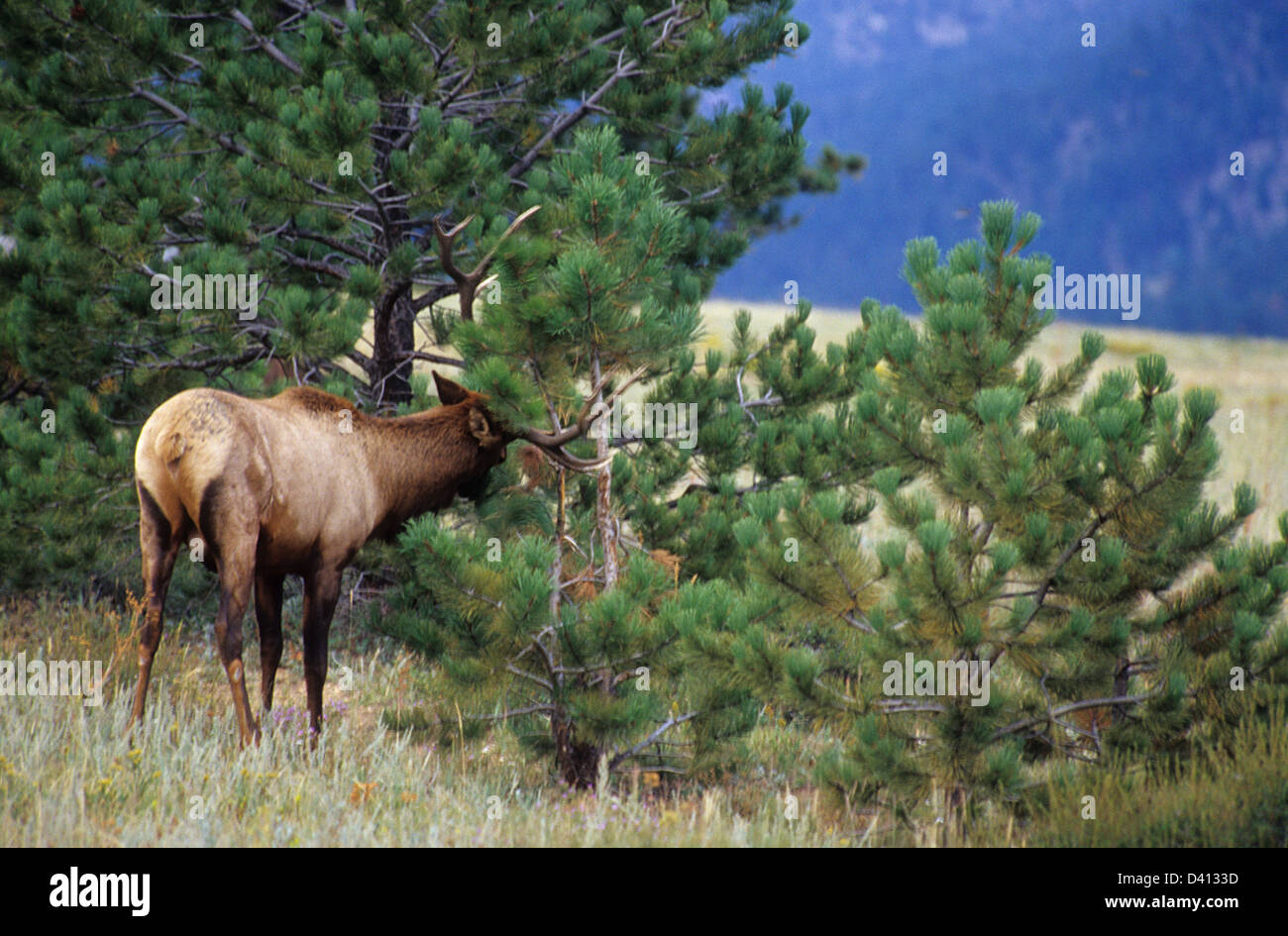 Bull elk (Cervus canadensis) rubbing anters on trees near Estes Park ...