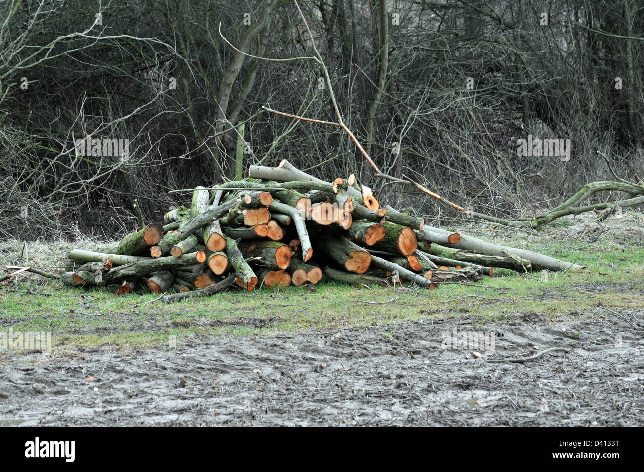 log pile in woods Stock Photo - Alamy