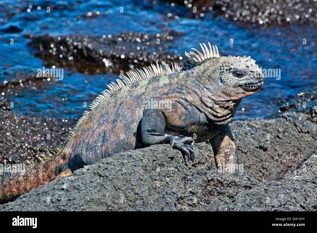 Ecuador, Galápagos Islands, Isla Fernandina, Punta Espinoza, Marine ...