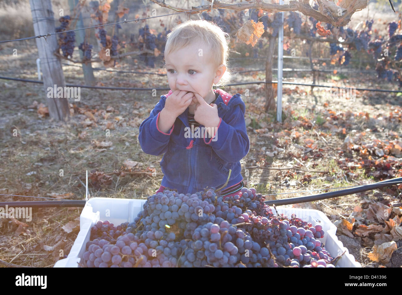 Baby in a fall vineyard Stock Photo - Alamy