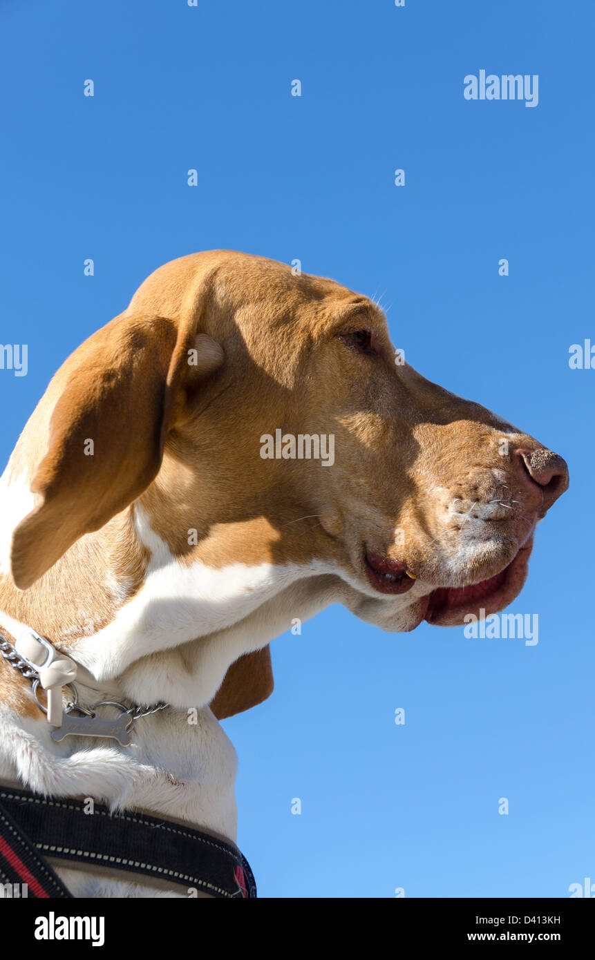 Italian Bracco dog with sky in the background Stock Photo - Alamy