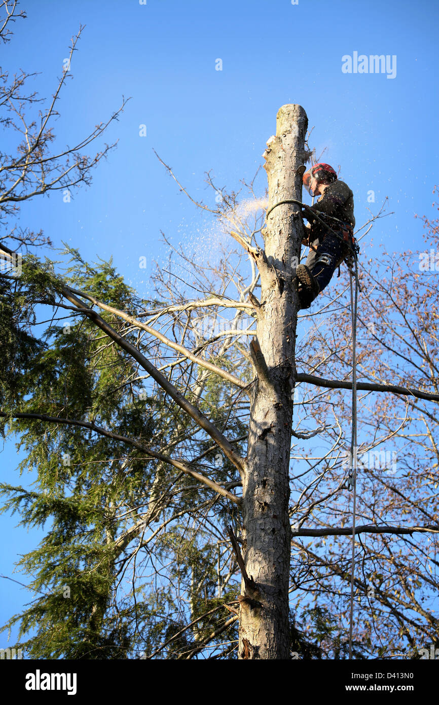 Arborist tree hi-res stock photography and images - Alamy