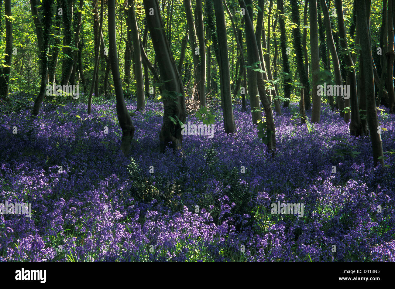 Slindon woods hi-res stock photography and images - Alamy