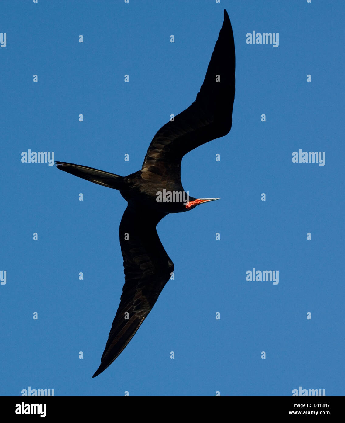 Ecuador; Galápagos Islands, Frigatebird in flight Stock Photo - Alamy