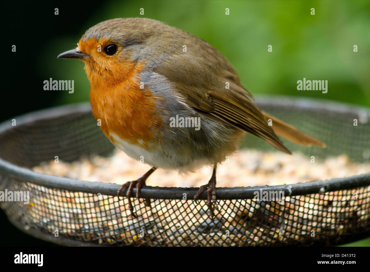 Robin standing on bird feeder Stock Photo - Alamy