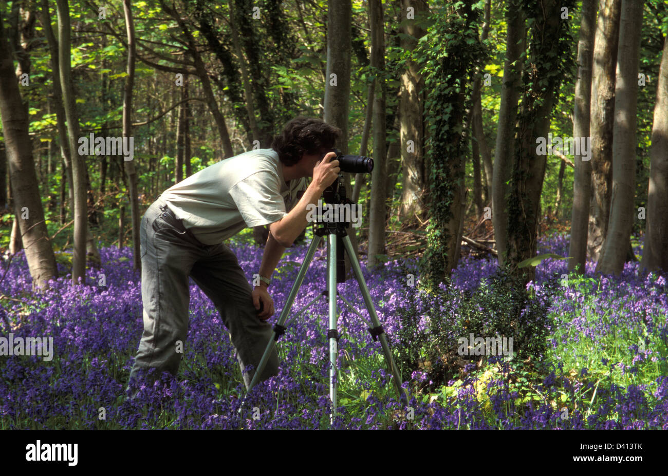 man taking photographs of bluebells in Slindon Woods, West Sussex Stock ...