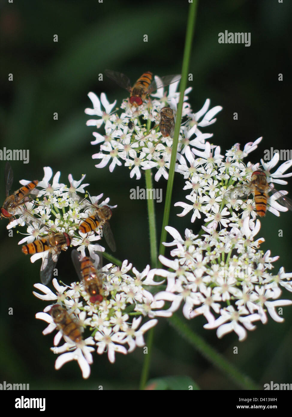 Bees and insects hi-res stock photography and images - Alamy