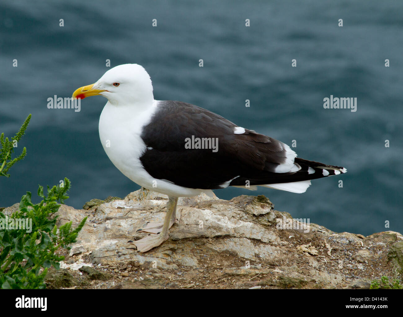 Adult Black-backed Gull nesting on a clifftop ledge in Cornwall Stock ...