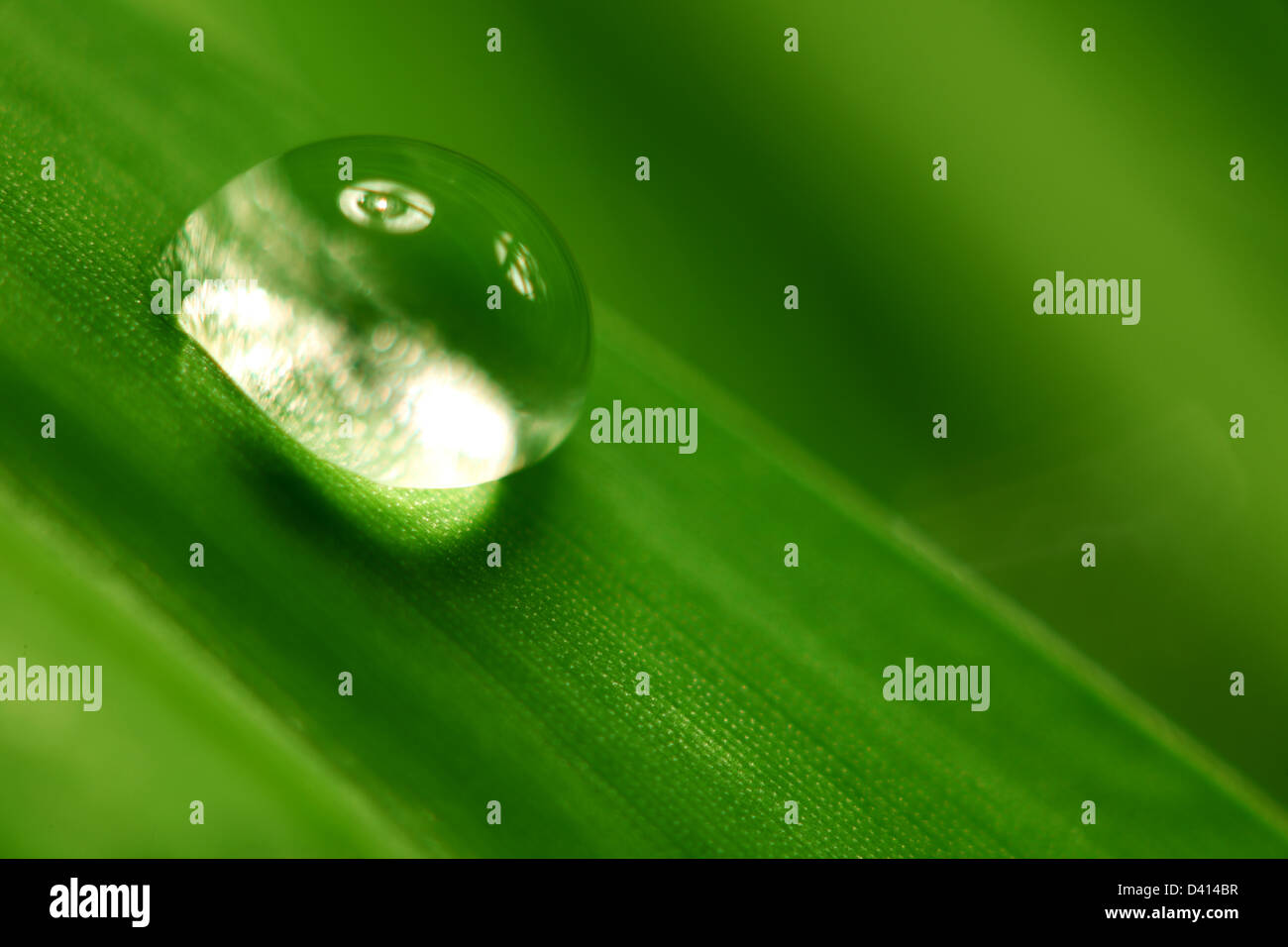 water drops on grass Stock Photo - Alamy