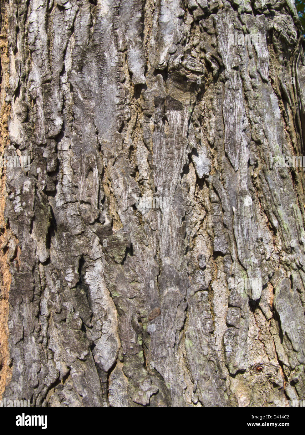 Old tree bark texture as background Stock Photo - Alamy