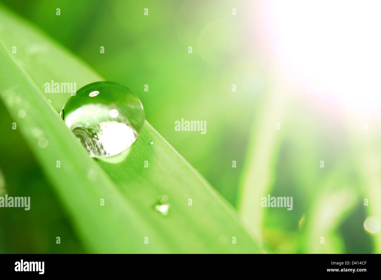water drops on grass Stock Photo - Alamy