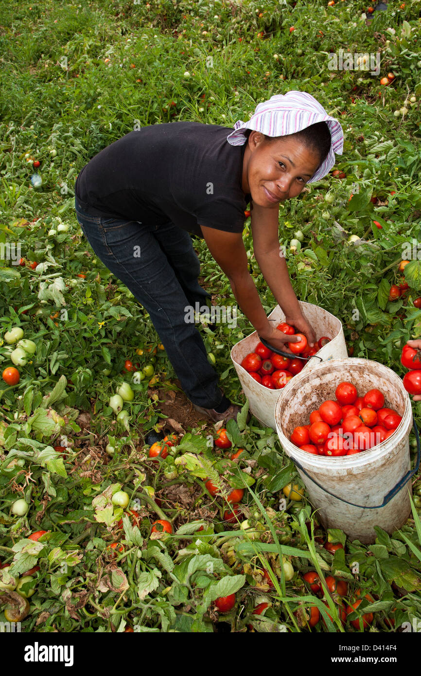 Young black African woman picking tomatoes on a farm in Montagu Western ...