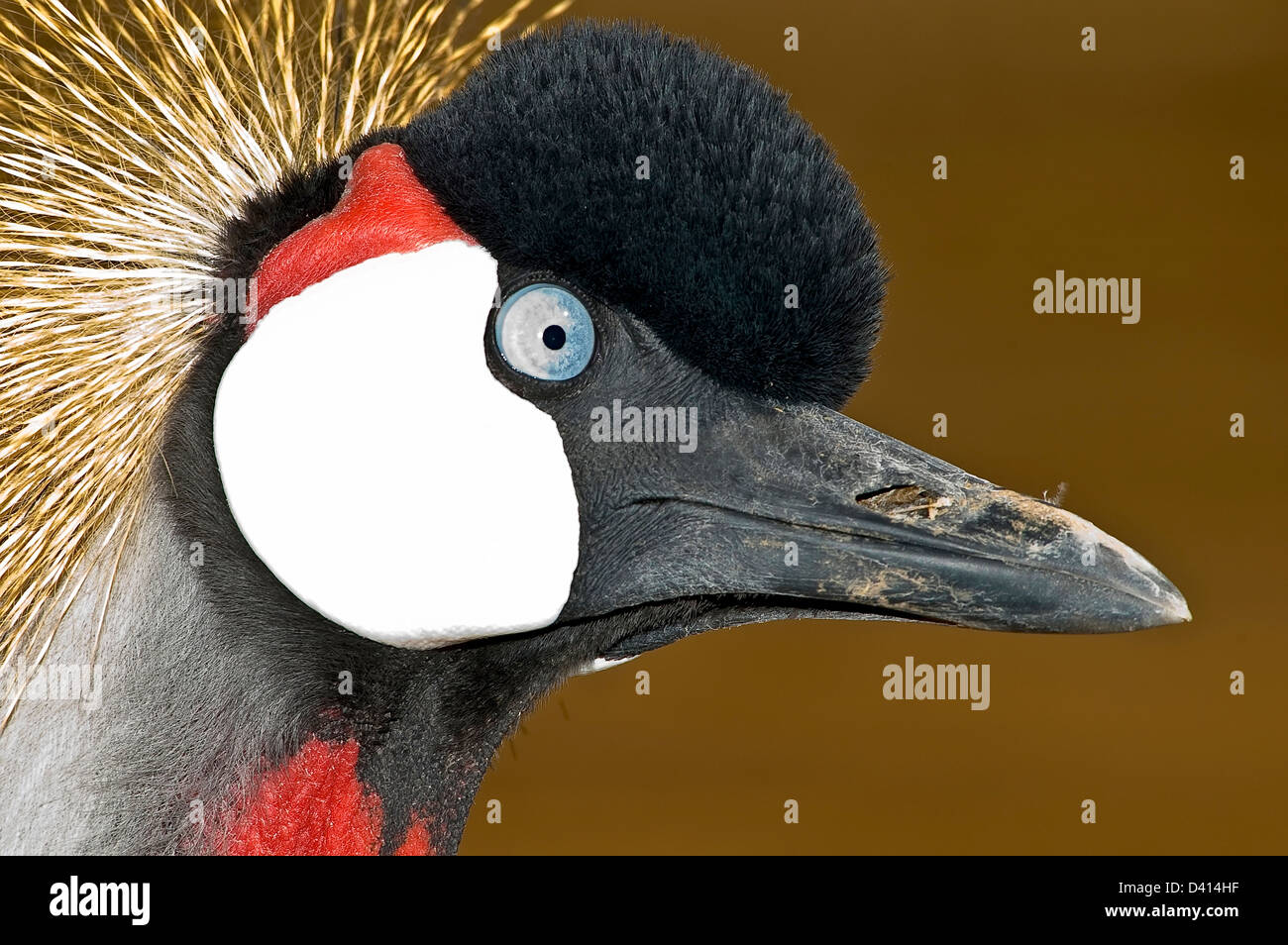 Crowned Crane head Stock Photo - Alamy