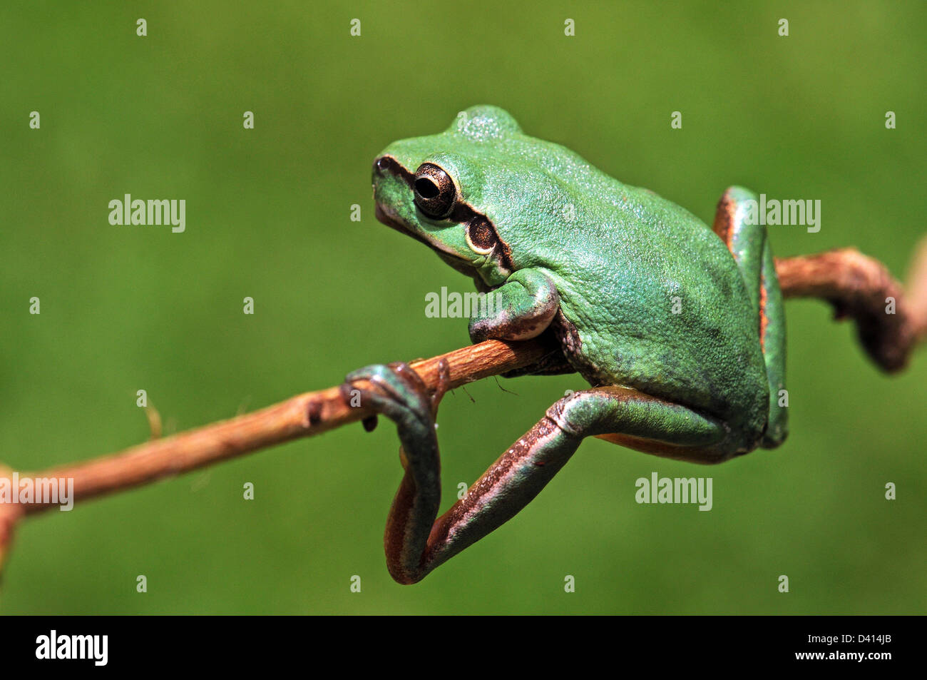 Arboreal frog hi-res stock photography and images - Alamy