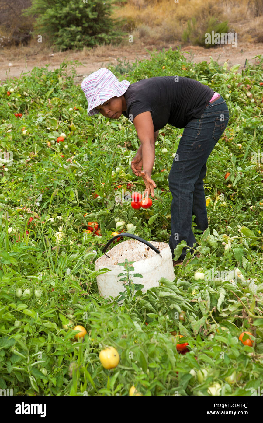Young black African woman picking tomatoes on a farm in Montagu Western ...