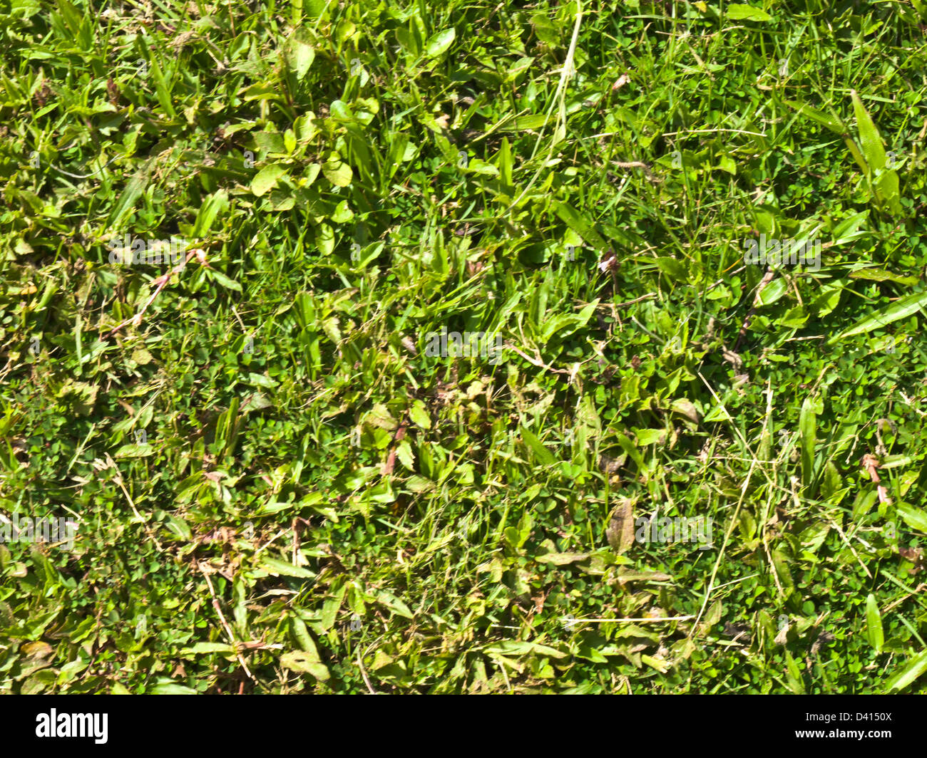 Green meadow texture as background Stock Photo - Alamy