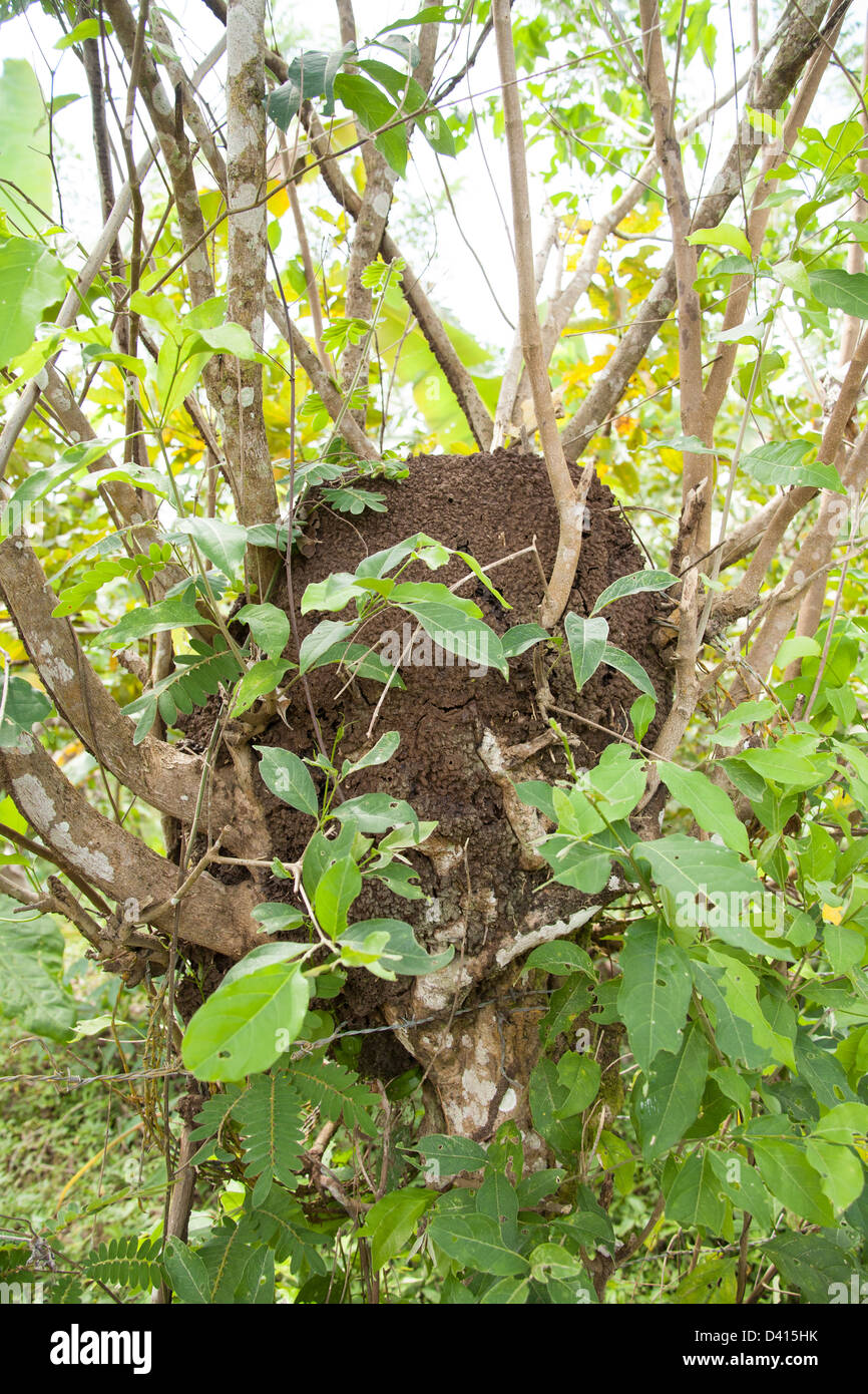 Termite mound in a tree on a farm in Panama Stock Photo - Alamy