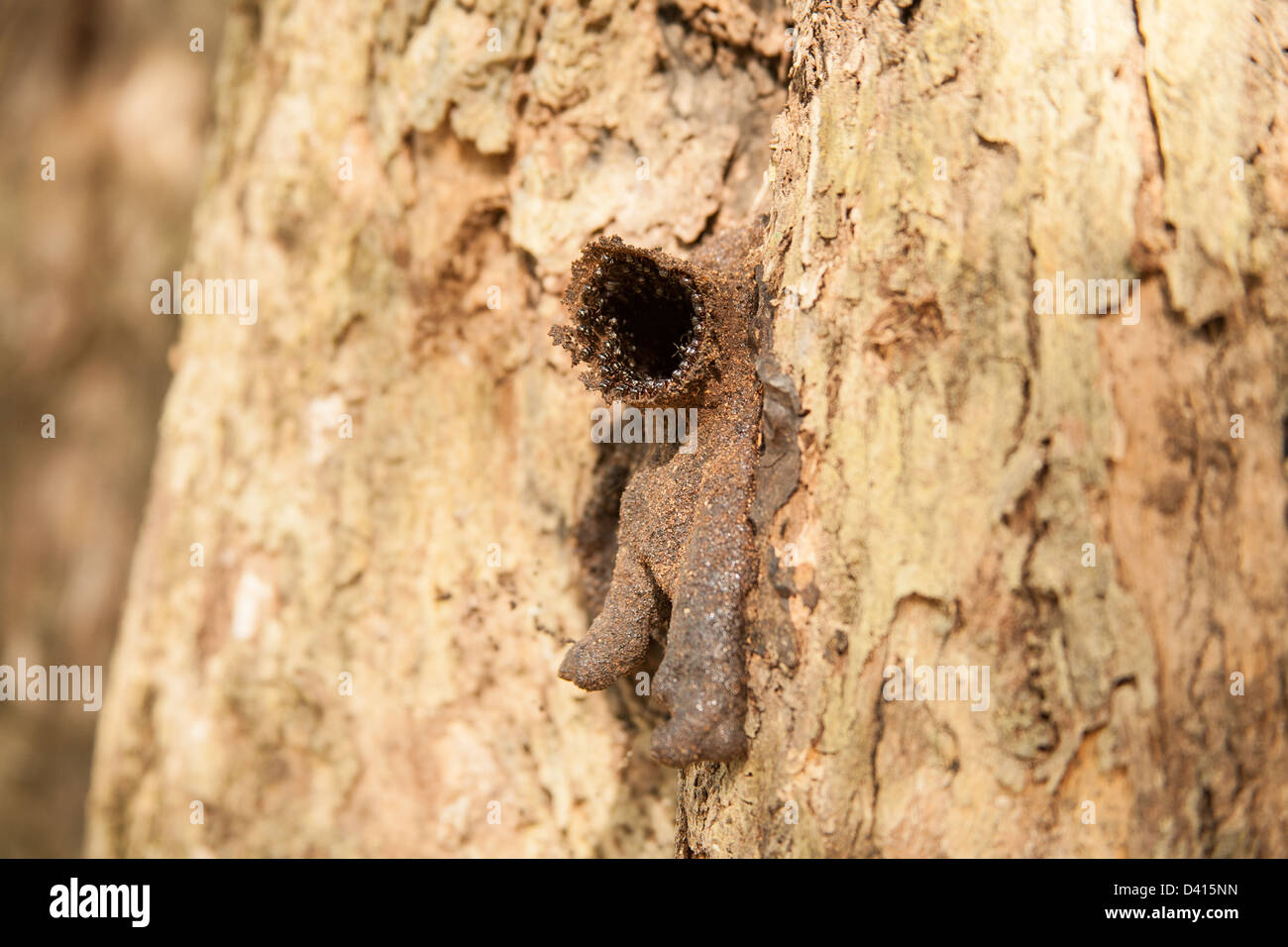 Home for insects hi-res stock photography and images - Alamy