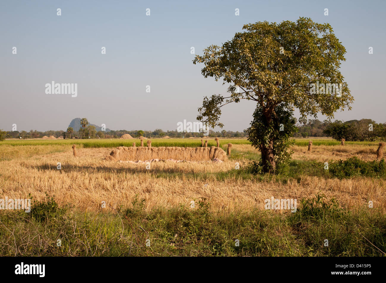 Countryside, fields in Burma (Myanmar Stock Photo - Alamy