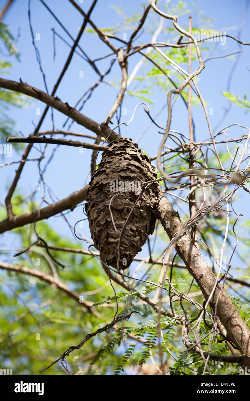 Hive in a tree on a farm in Panama Stock Photo - Alamy