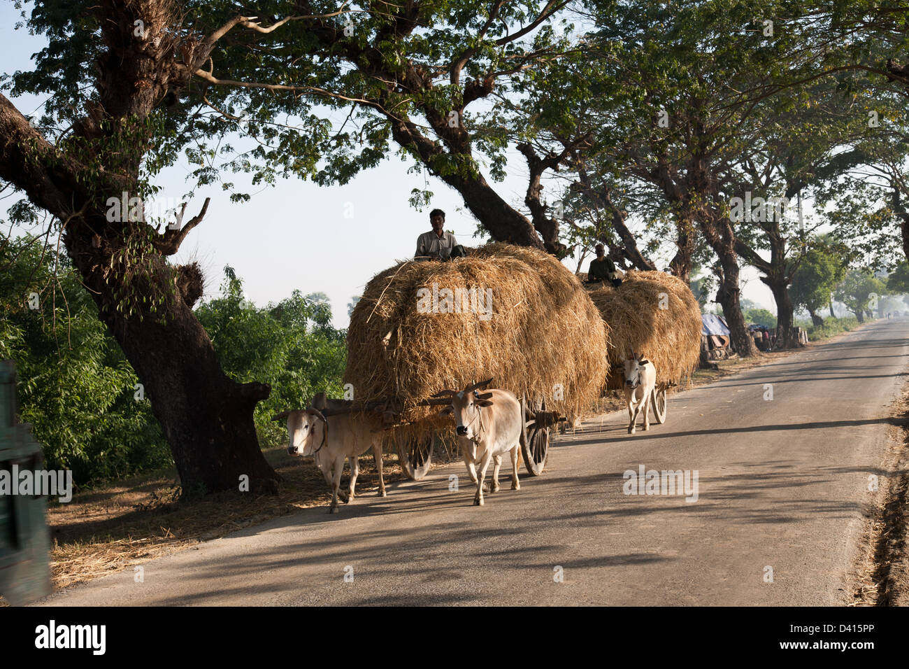 Oxes on road hi-res stock photography and images - Alamy
