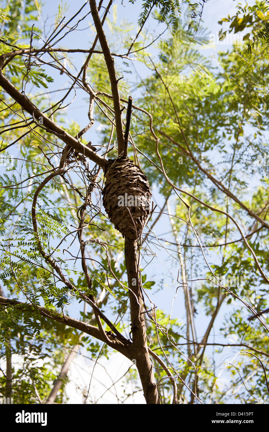 Hive in a tree on a farm in Panama Stock Photo - Alamy