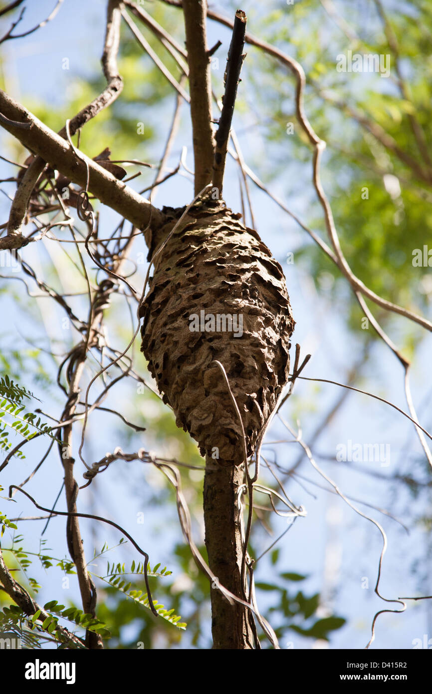 High hive hi-res stock photography and images - Alamy