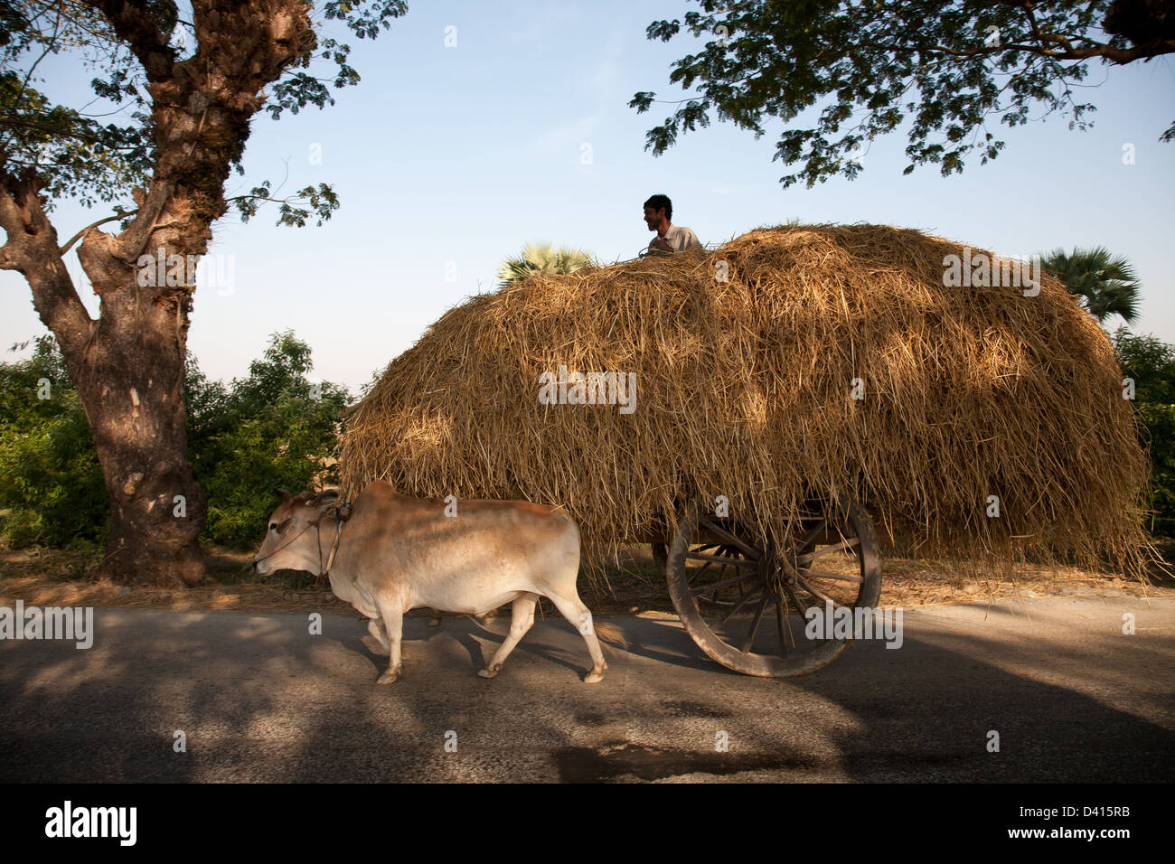 Ox cart carrying harvested grass on a road to Yangon Myanmar, Burma ...