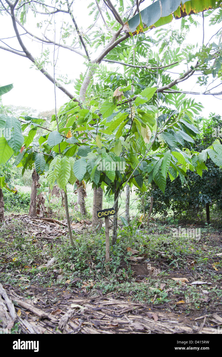 Cacao tree on a farm in Panama Stock Photo - Alamy