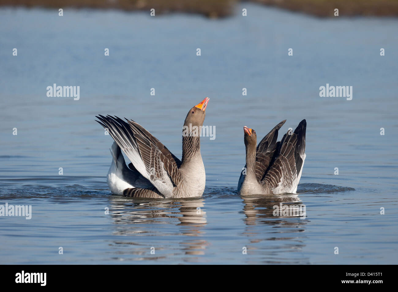 Greylag goose, Anser anser, two birds displaying, Warwickshire ...