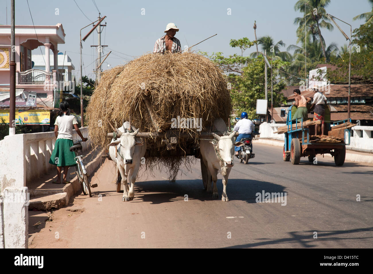 Ox cart carrying harvested grass on a road to Yangon Myanmar, Burma ...