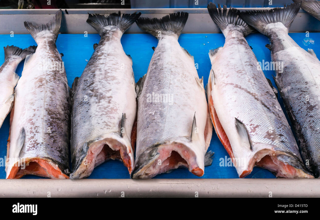 Row of salmon hi-res stock photography and images - Alamy
