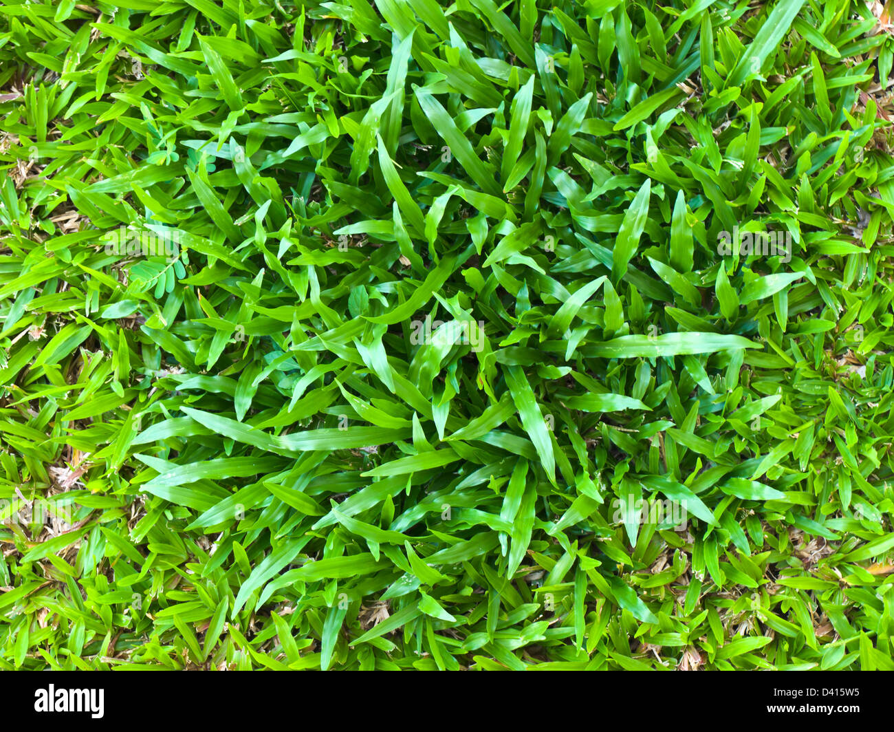 Green meadow texture as background Stock Photo - Alamy