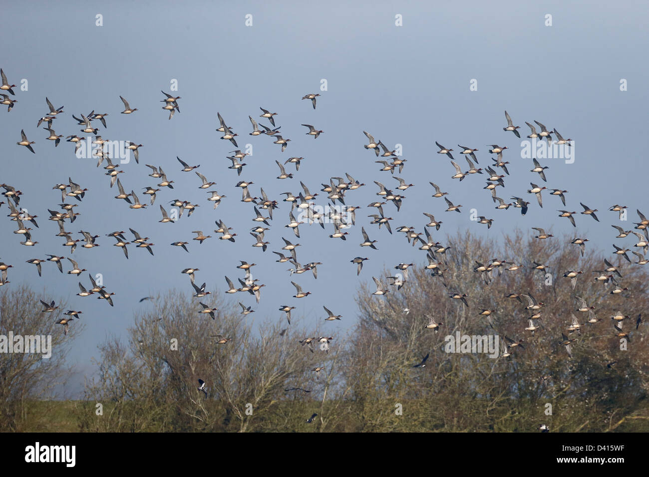 Wigeon, Anas penelope, Group in flight, Slimbridge, Gloucestershire ...