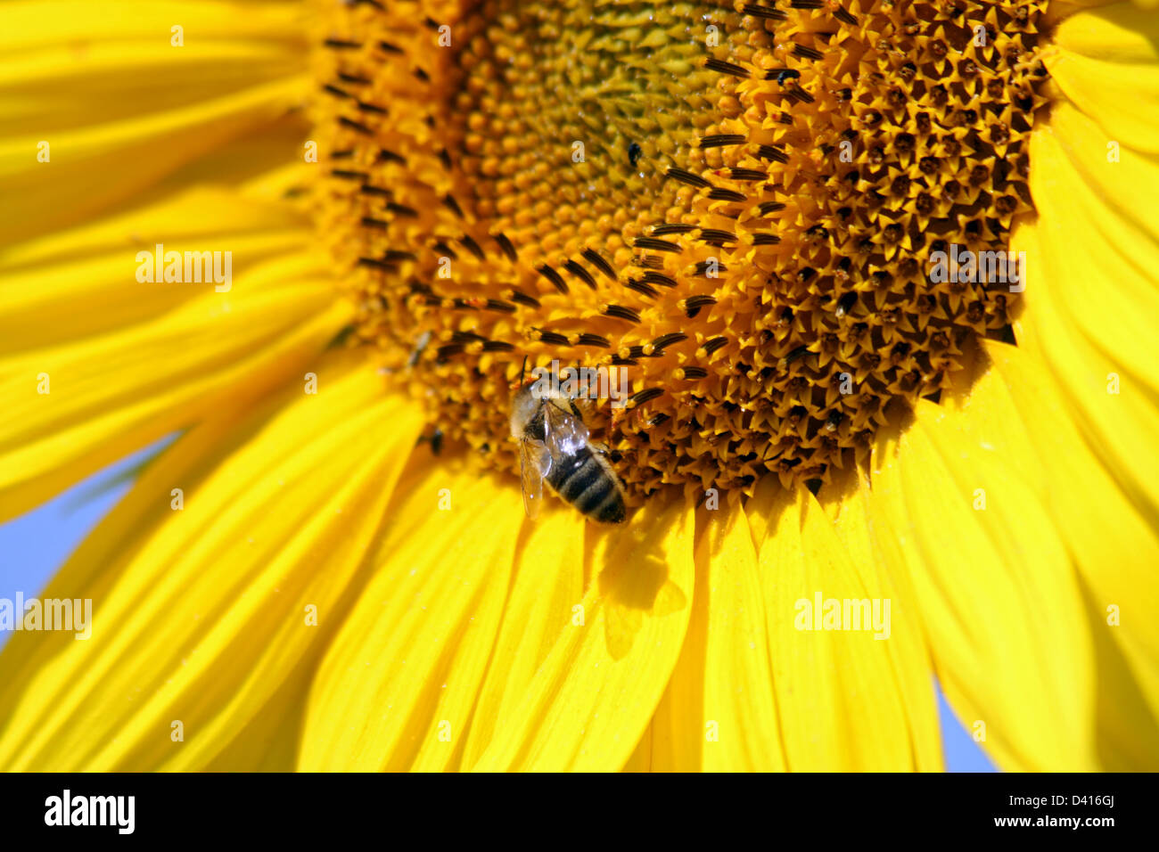 bee on sunflower blossom under sun light Stock Photo - Alamy